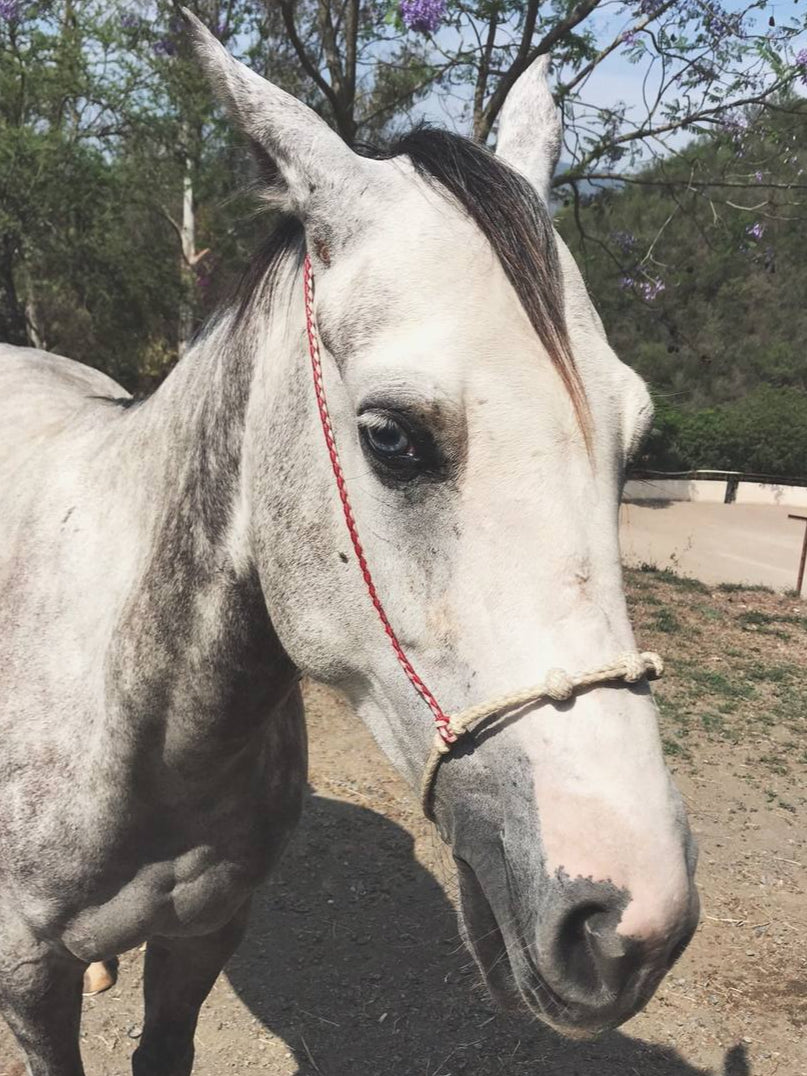 Doubled Braided Rawhide Cavesson – Burro Tack